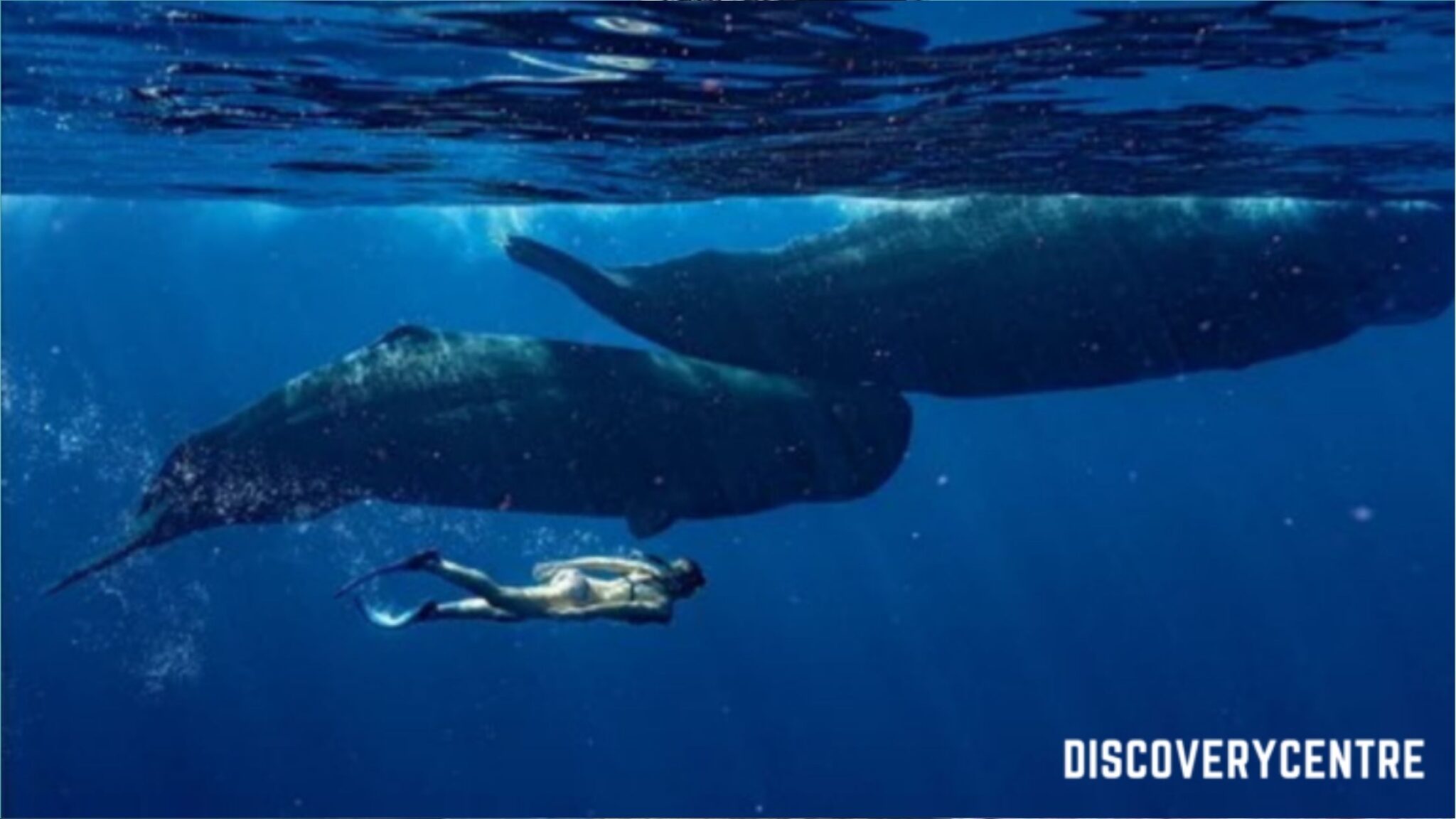 Why Are Whales So Friendly? The Info - DiscoveryCentre